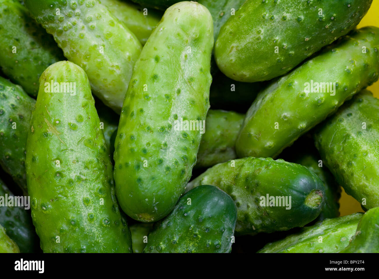 A pile of green fresh cucumbers Stock Photo - Alamy
