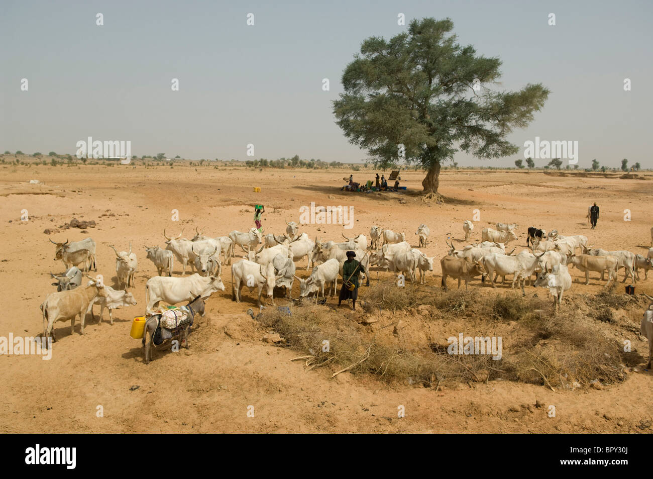 people collect water and bring cattle to a well in the sahel region of ...
