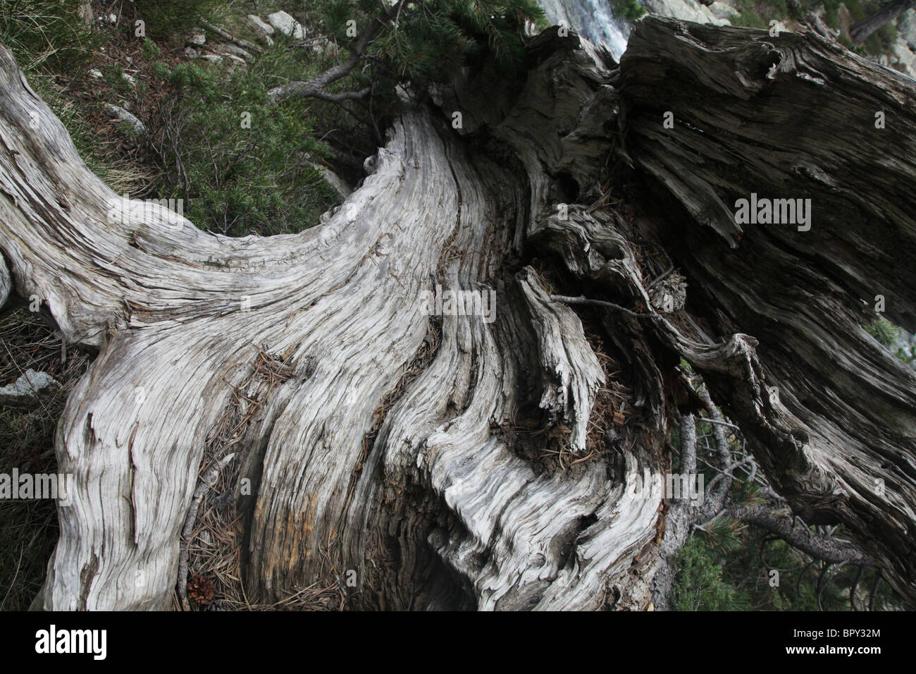 Dead tree split sun scorched bark detail shards subalpine forest ...