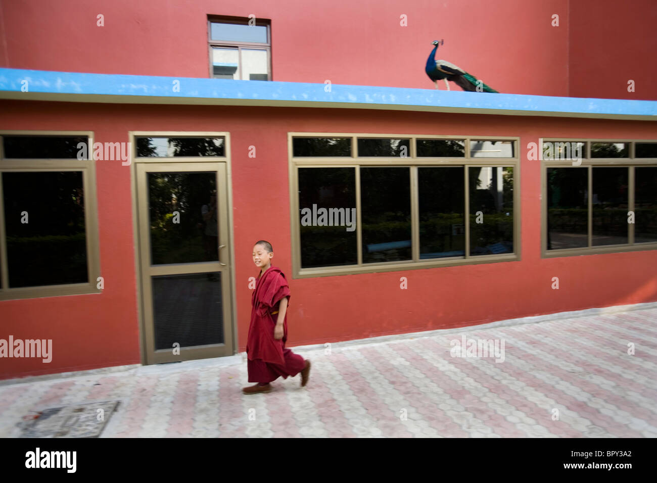 Young Buddhist boy walking inside a Tibetan Monastery followed by a ...