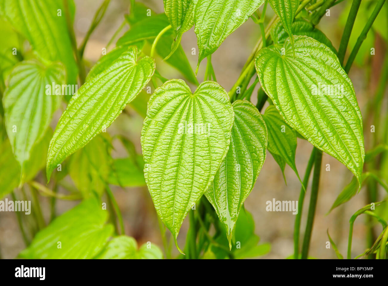 Yam plant hi-res stock photography and images - Alamy