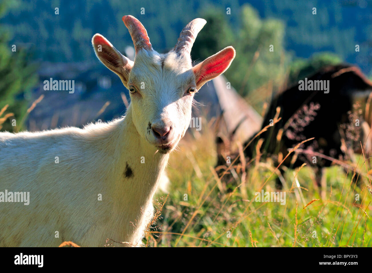 Germany, Black Forest: Goats at the high valley Bernauer Hochtal Stock ...