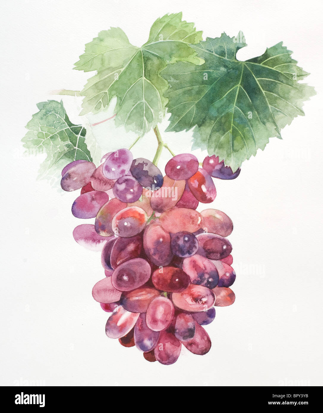 Watercolor food painting hi-res stock photography and images - Alamy