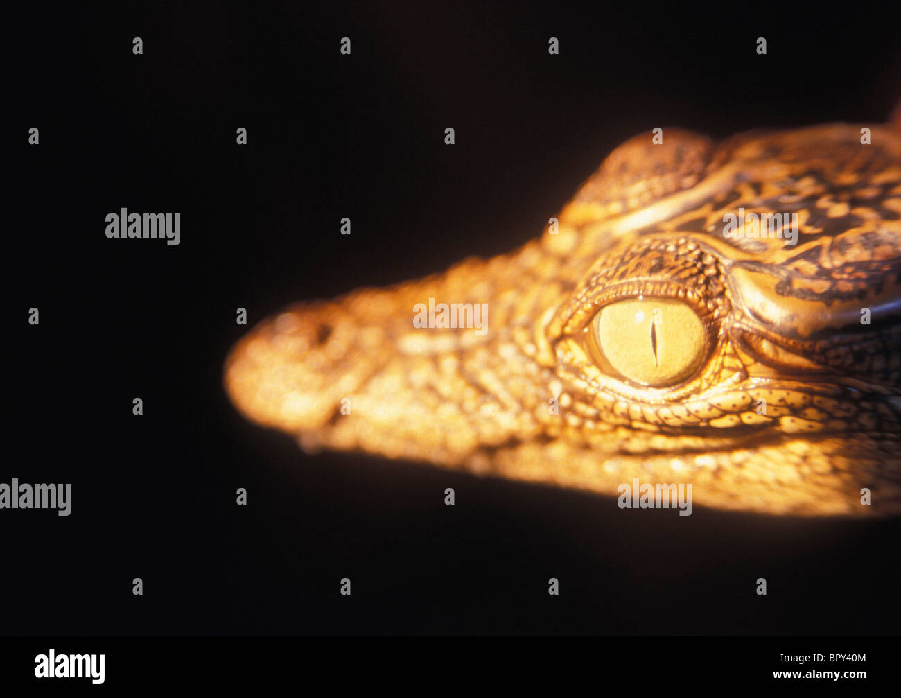 Baby Nile Crocodile in Gabon Stock Photo - Alamy