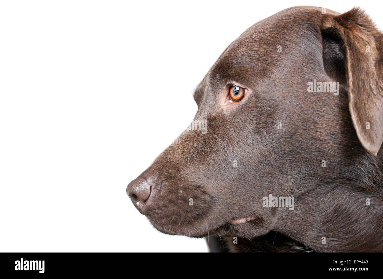 Labrador head hi-res stock photography and images - Alamy