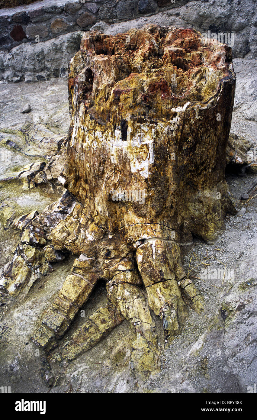 Fossil Tree at the Petrified Forrest, Lesvos, Greece Stock Photo - Alamy