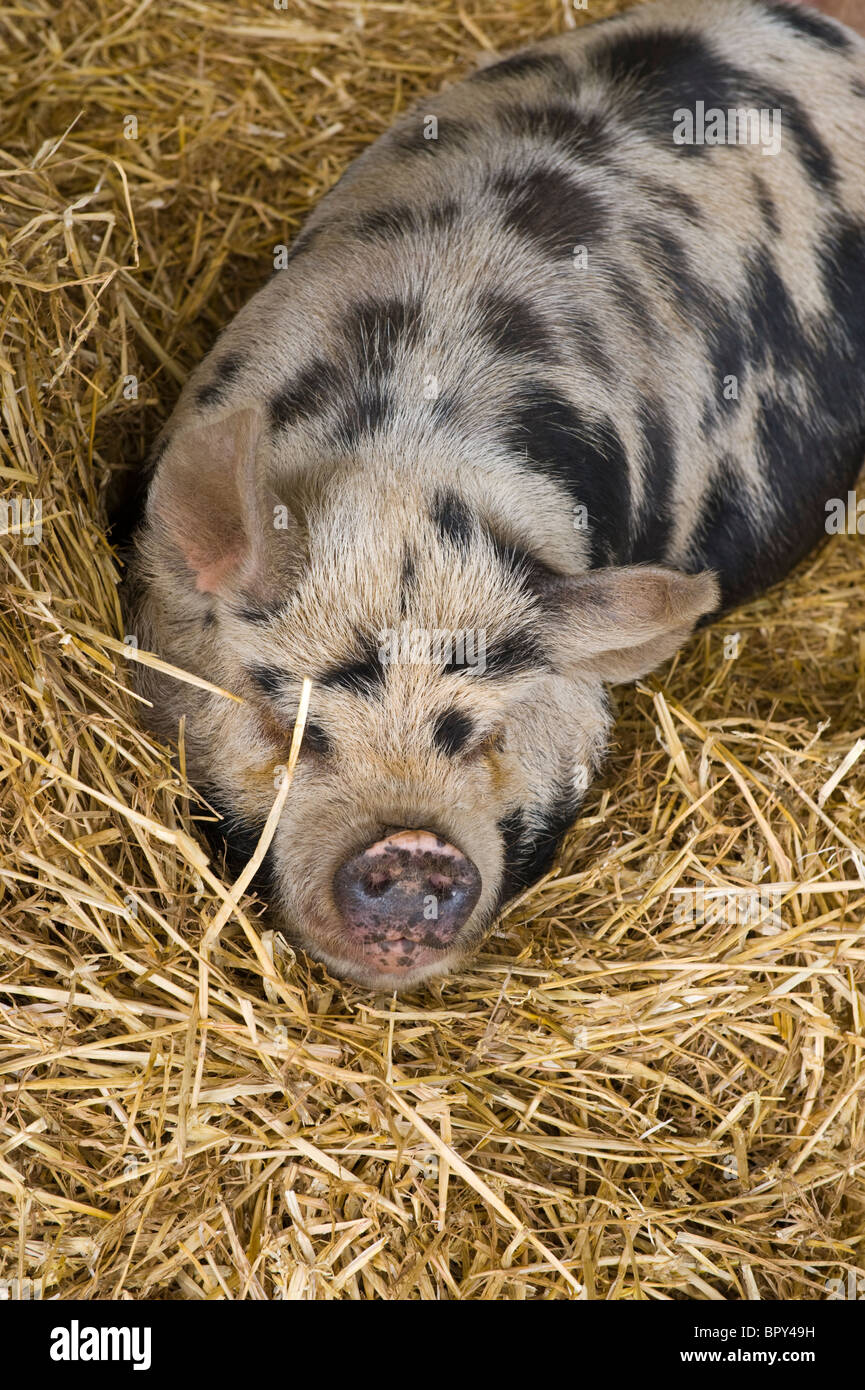 Kune kune pigs hi-res stock photography and images - Alamy