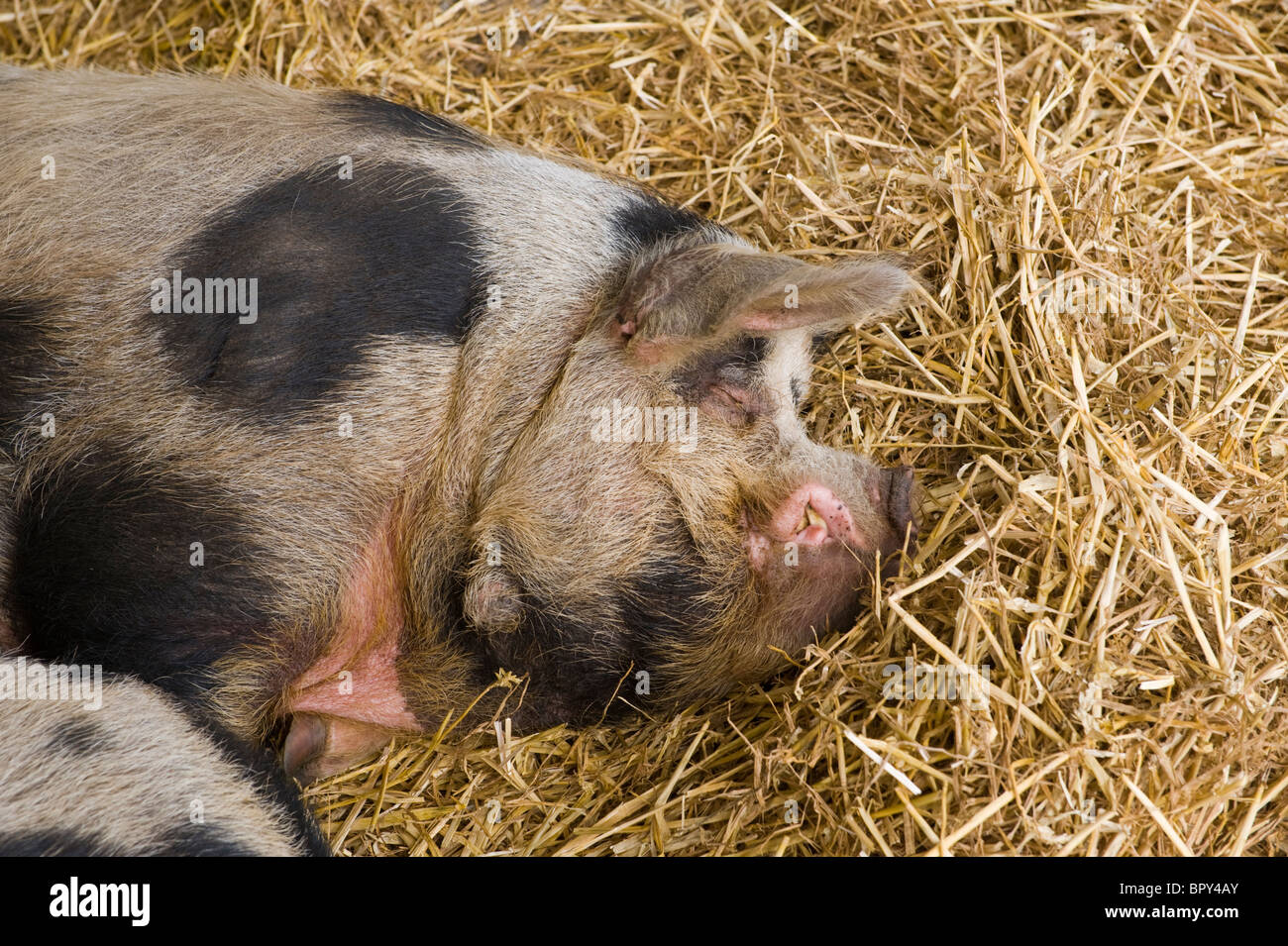 Kune Kune pigs asleep on straw in pen at market in Talgarth Powys South ...