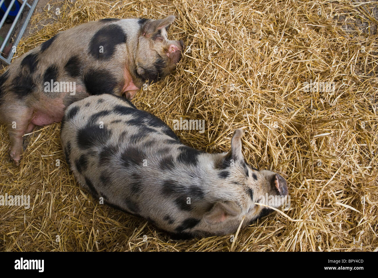 Kune Kune Pigs High Resolution Stock Photography and Images - Alamy