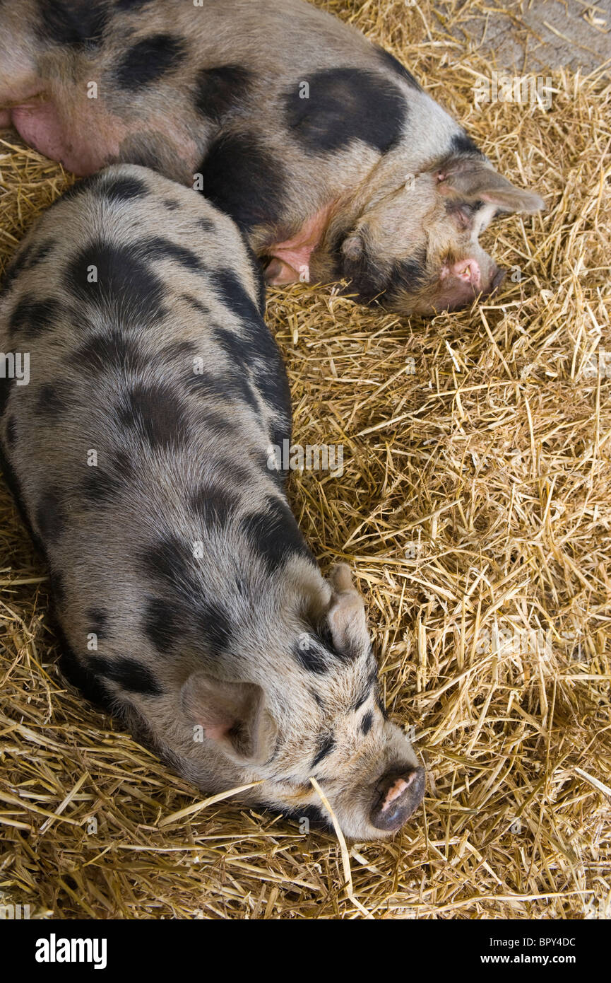 Kune Kune Pigs High Resolution Stock Photography and Images - Alamy