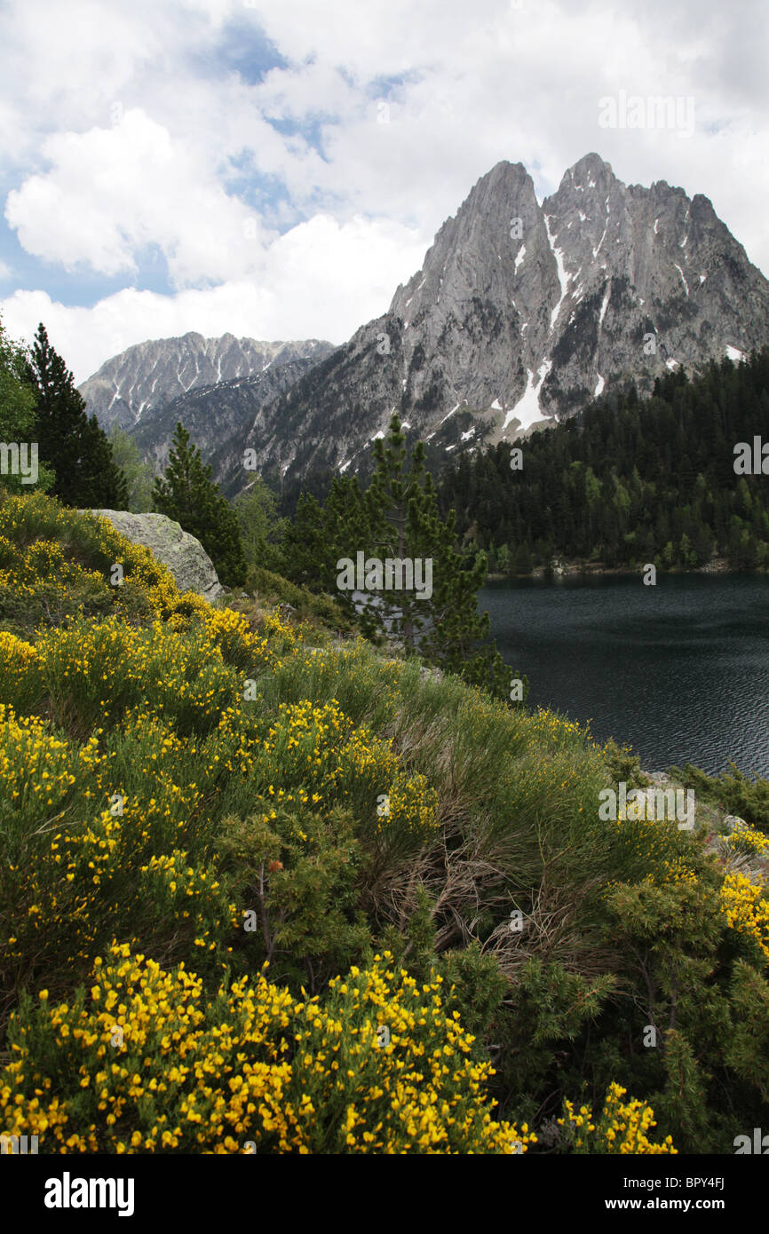 Subalpine forest under Els Encantats peak on Pyrenean Traverse Sant ...