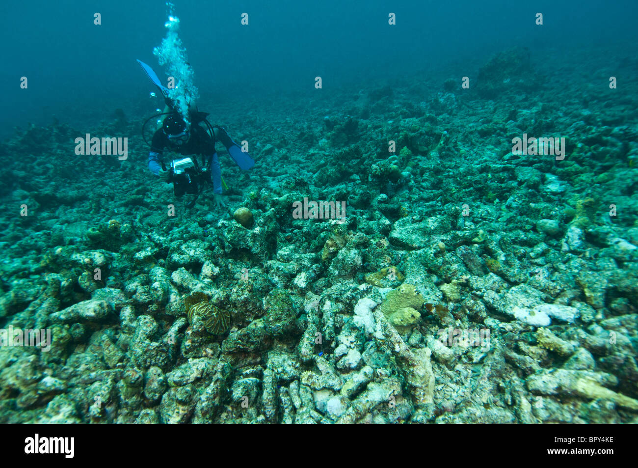 Diver with a video camera filming a reef destroyed by fish bombing, a ...