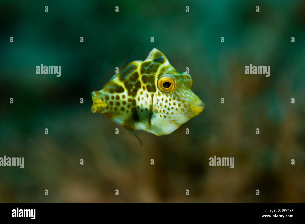 Juvenile mimic filefish, Yapen, West Papua, Indonesia Stock Photo - Alamy