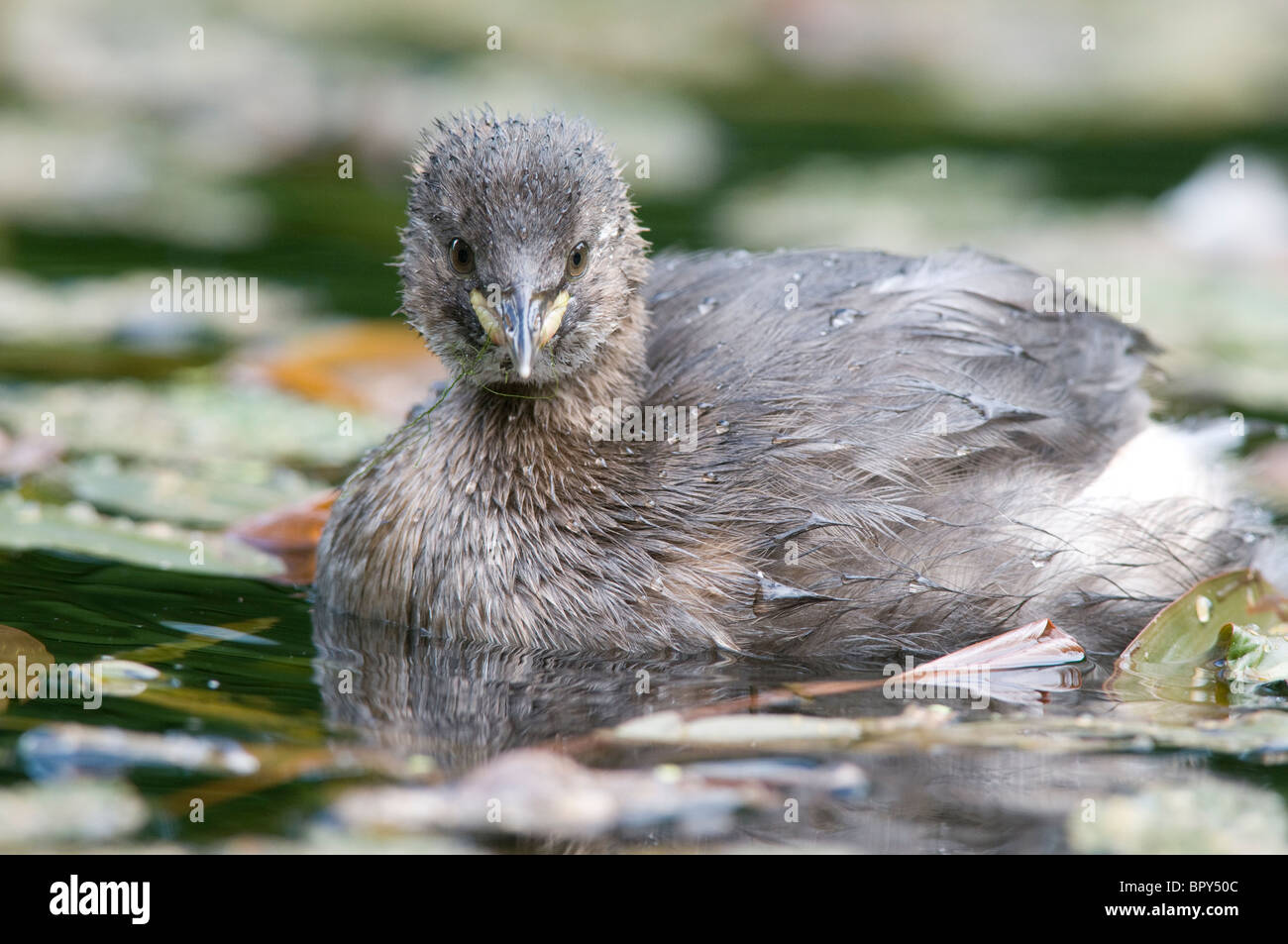 A little Grebe chick covered in water droplets after surfacing from a ...
