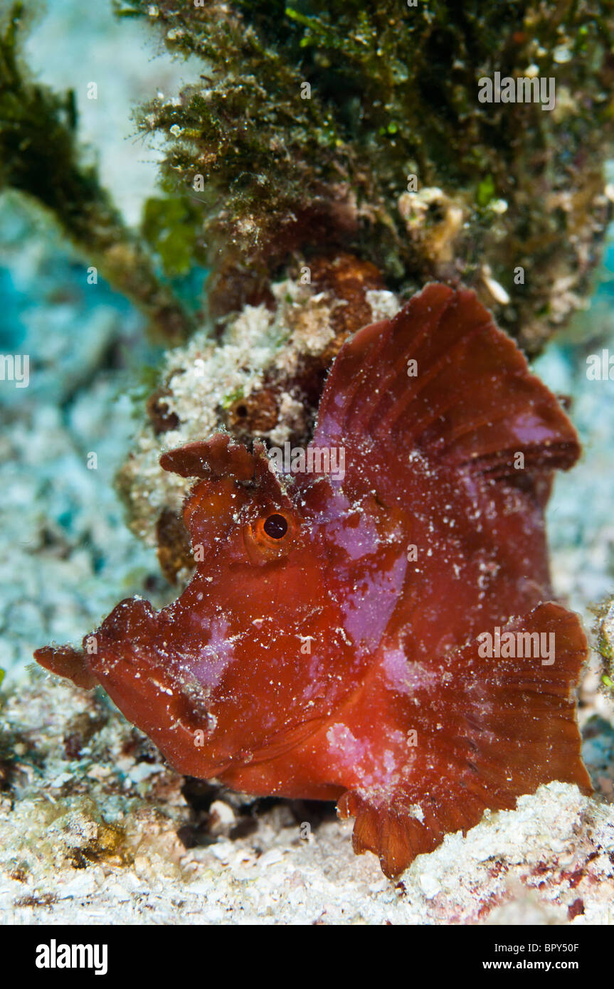 Yapen hi-res stock photography and images - Alamy