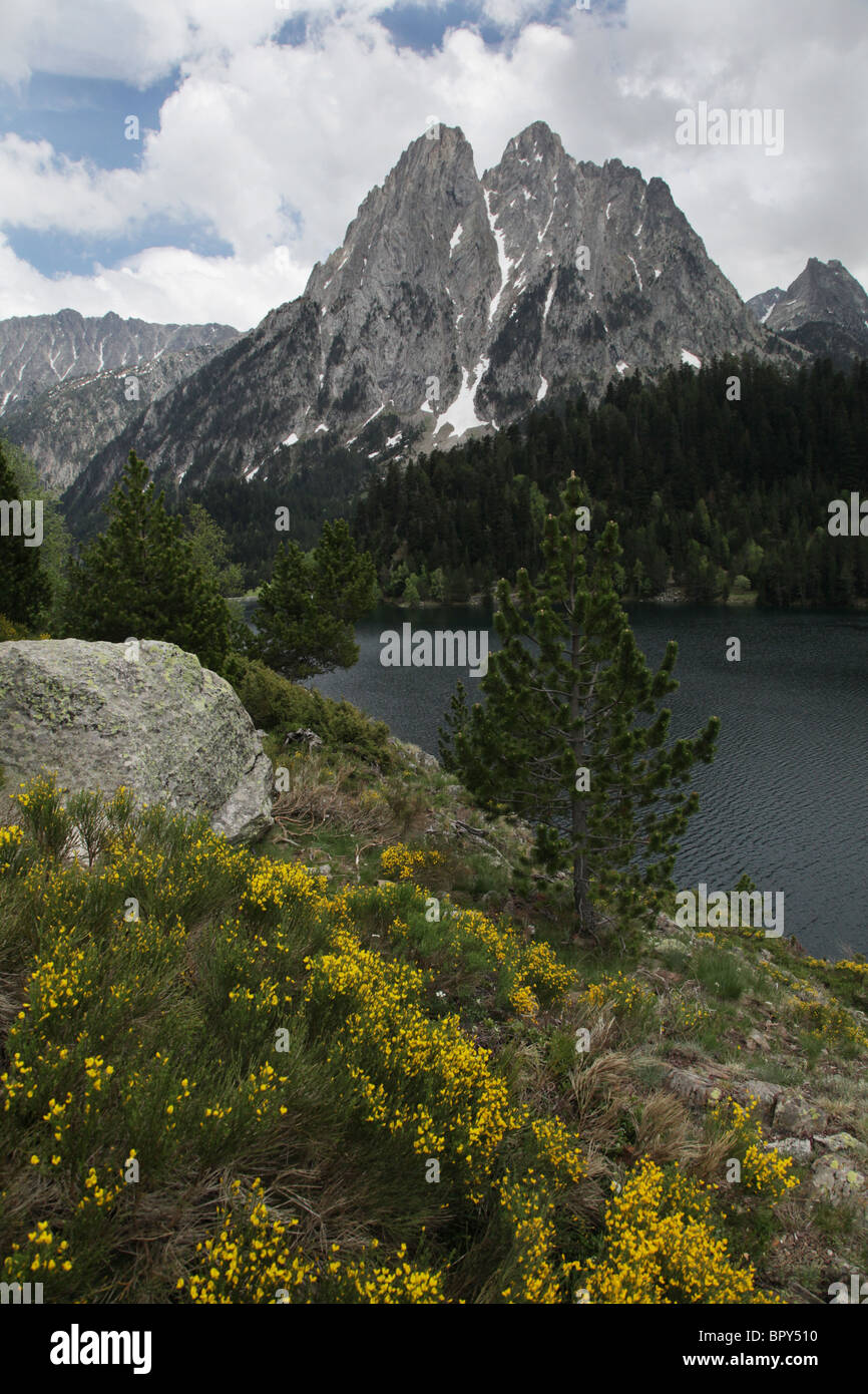 Subalpine forest under Els Encantats peak on Pyrenean Traverse Sant ...