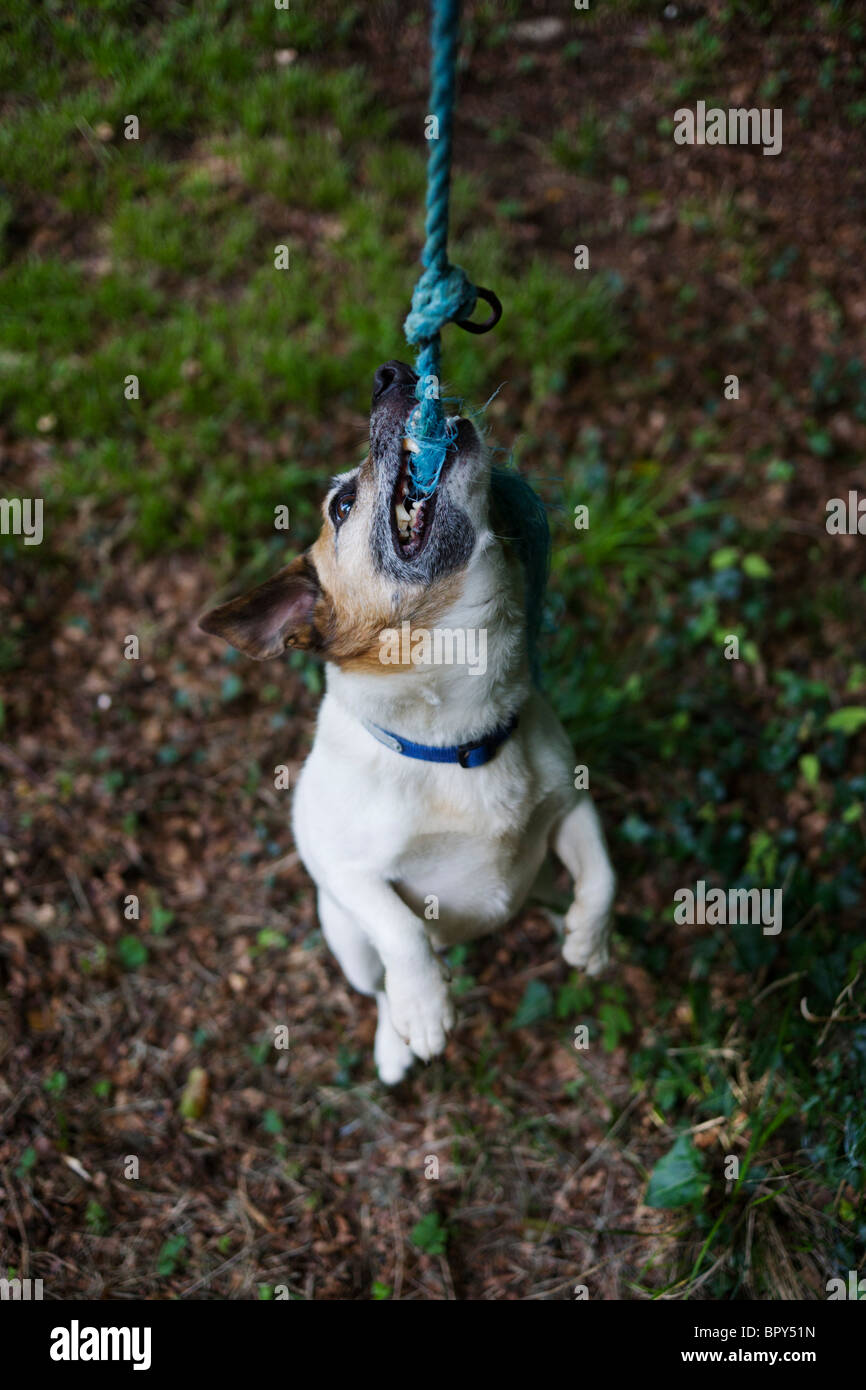 Biting strength hi-res stock photography and images - Alamy