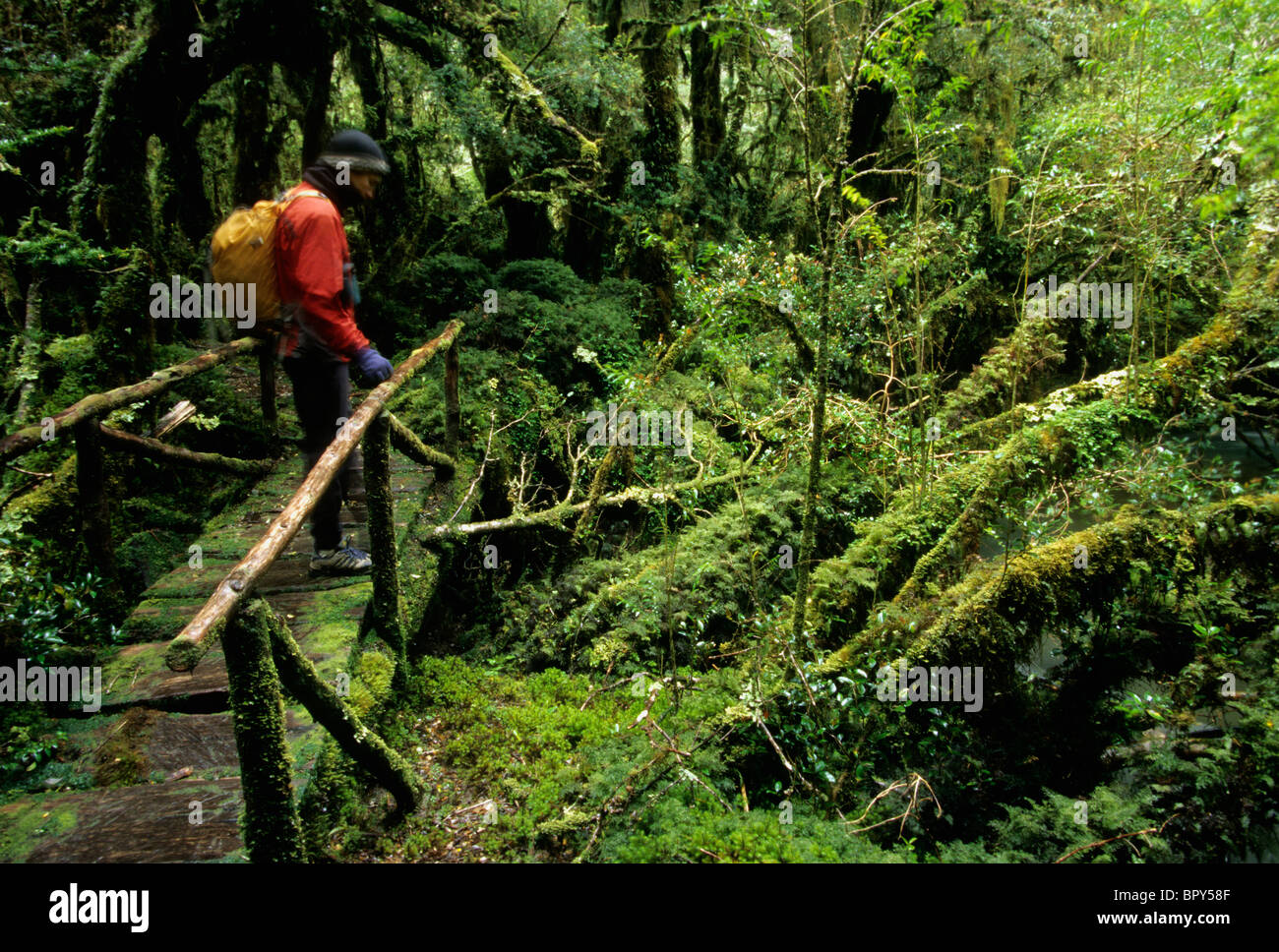 A man hikes across bridge in the temperate rainforest of Queulat ...