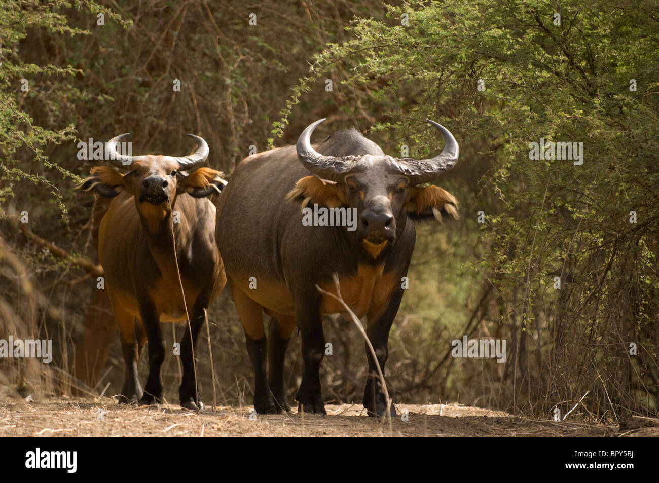 Forest buffalo (Syncerus caffer nanus), Réserve de Bandia, Senegal ...