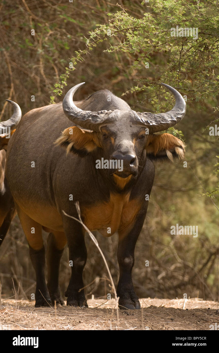 Reserve de bandia hi-res stock photography and images - Alamy