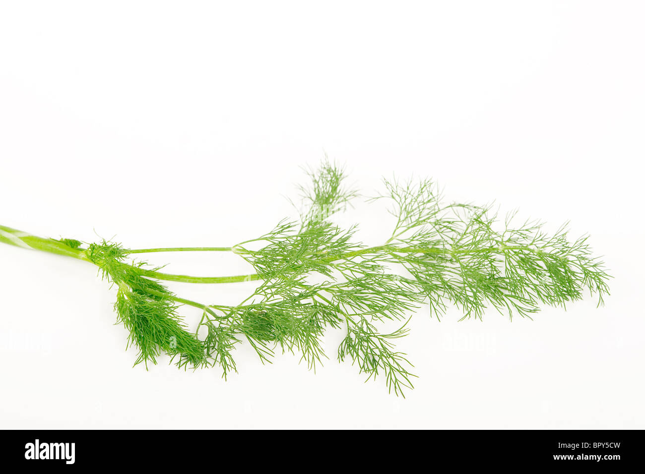 Fresh green bundle dill hi-res stock photography and images - Alamy