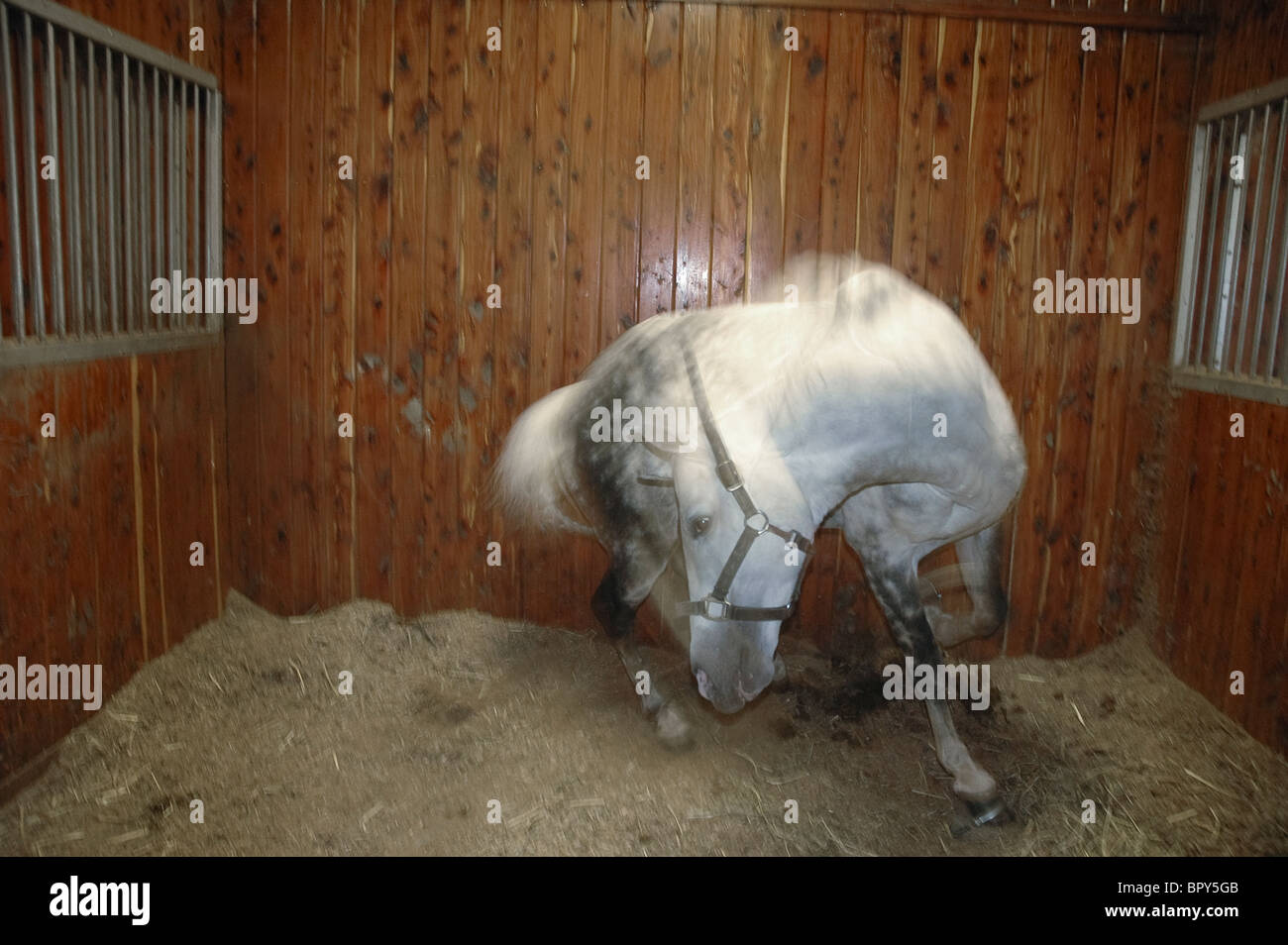 Bridlewood Farm Breeding Tennessee Walking Horses Bell Buckle Tennessee ...