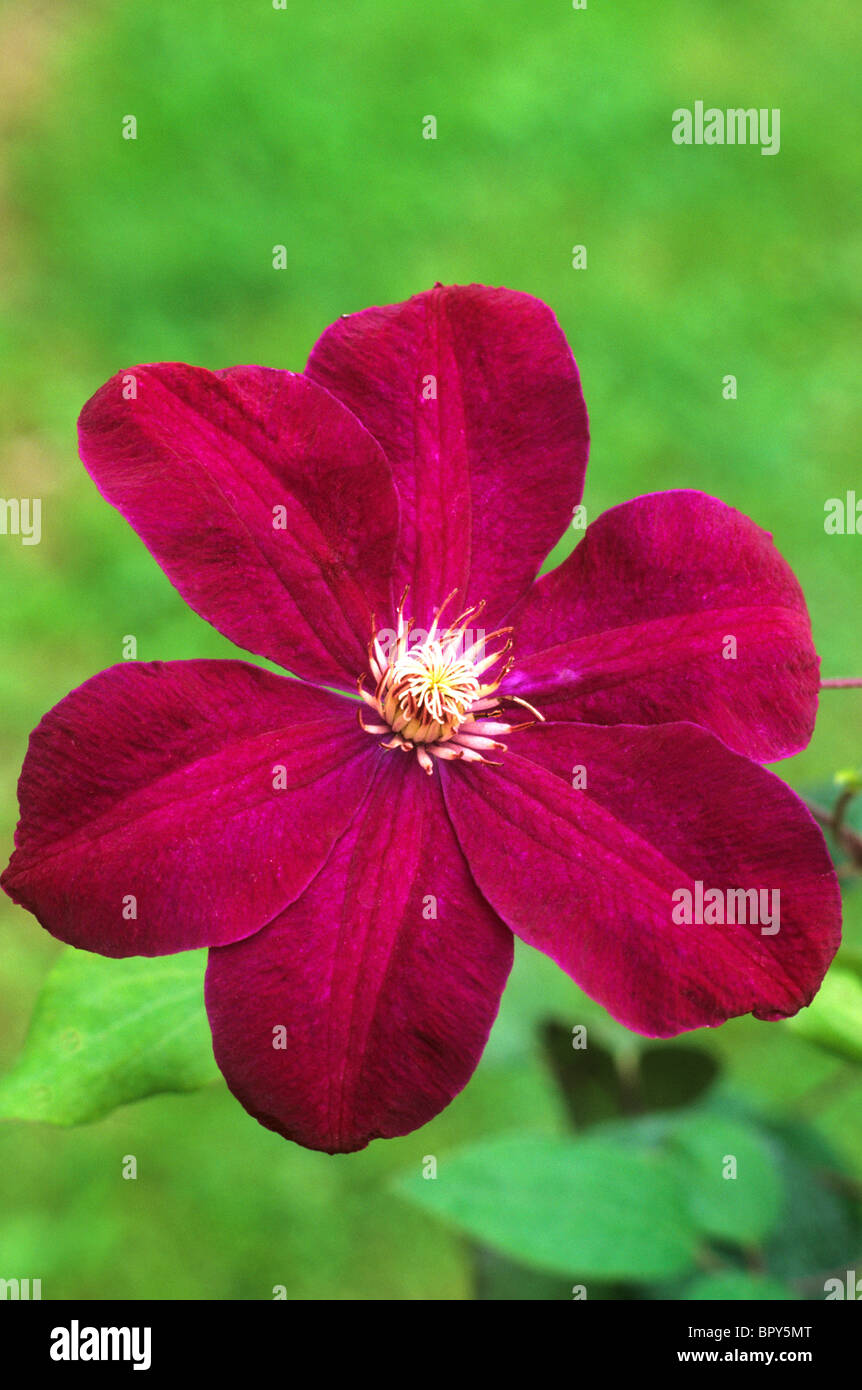 Plants clematis red hi-res stock photography and images - Alamy