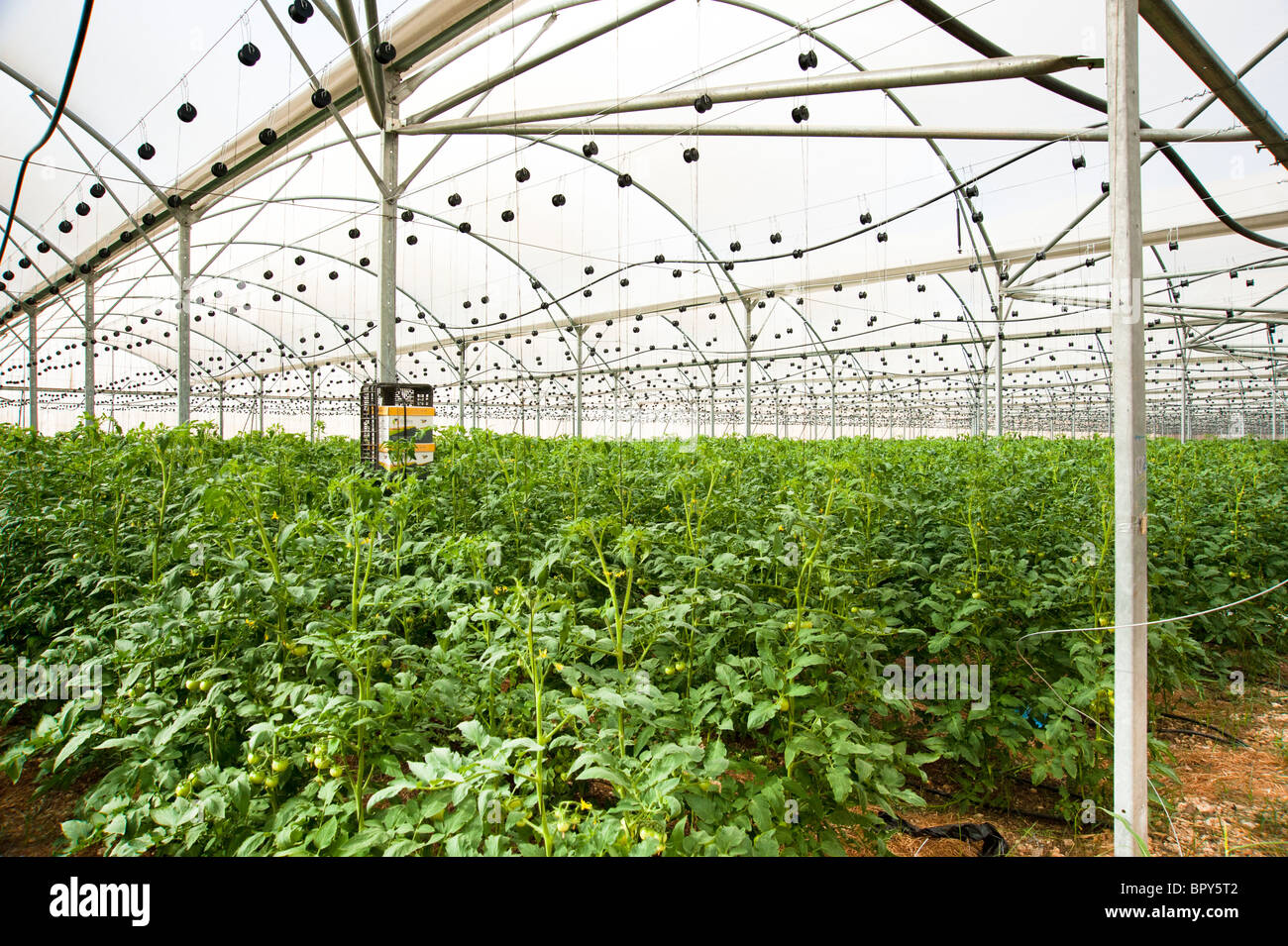Israel tomato crop growing hi-res stock photography and images - Alamy