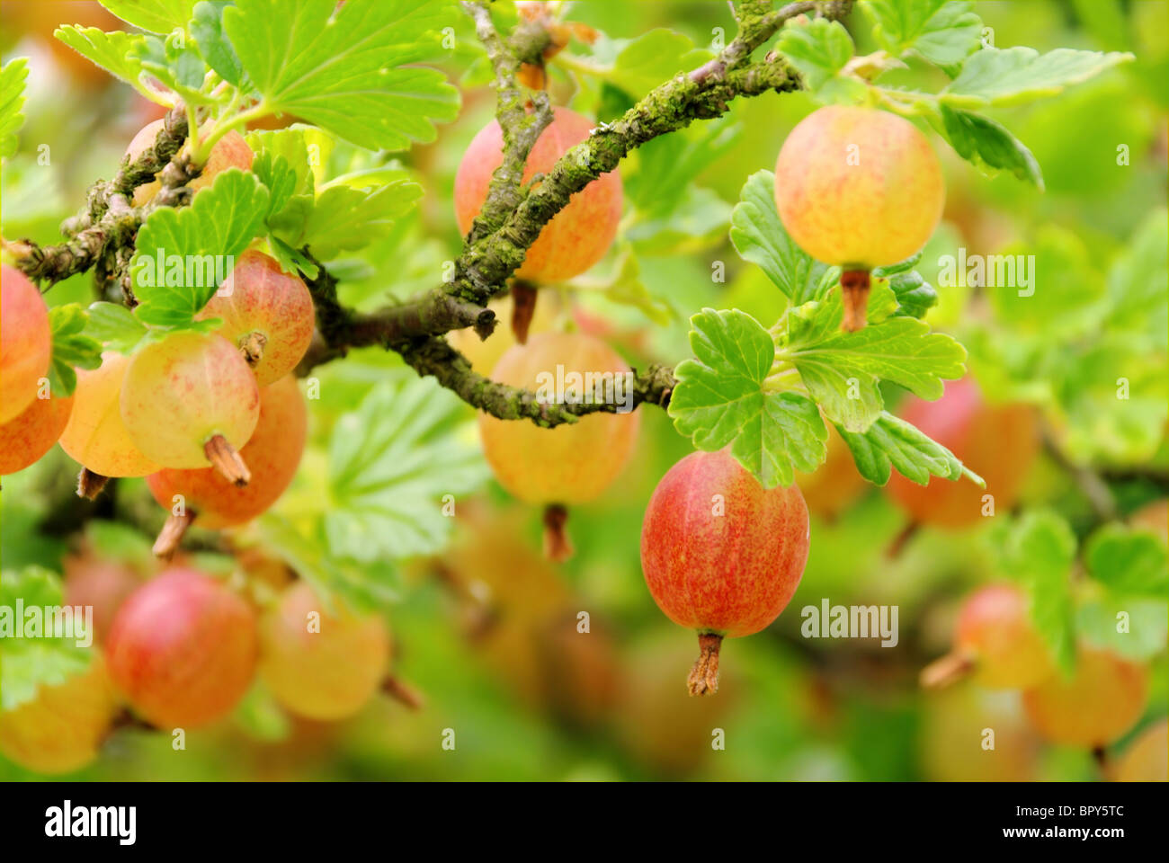 Stachelbeere gooseberry hi-res stock photography and images - Alamy