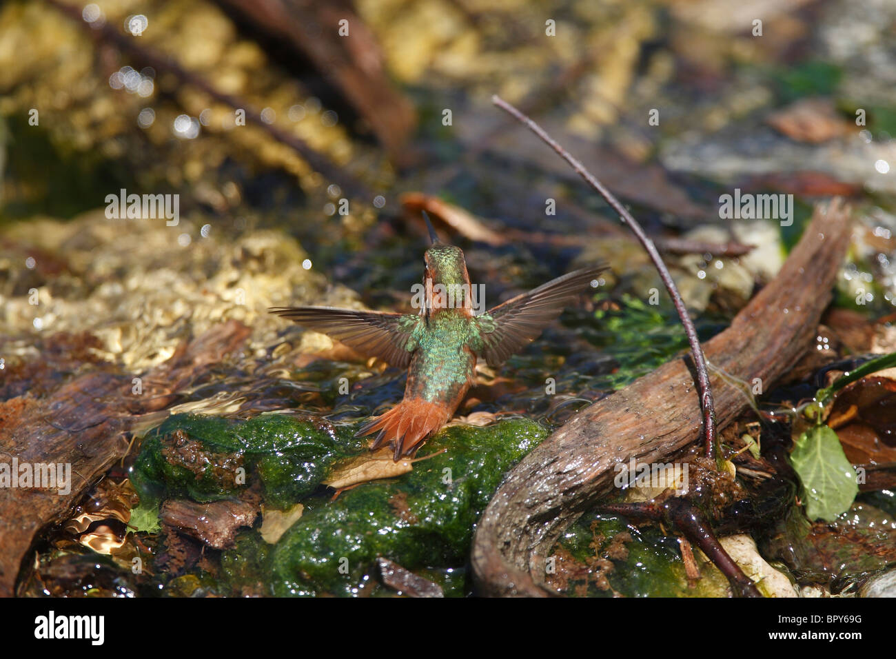 Allen's Hummingbird with wings and tail feathers spread while taking a ...