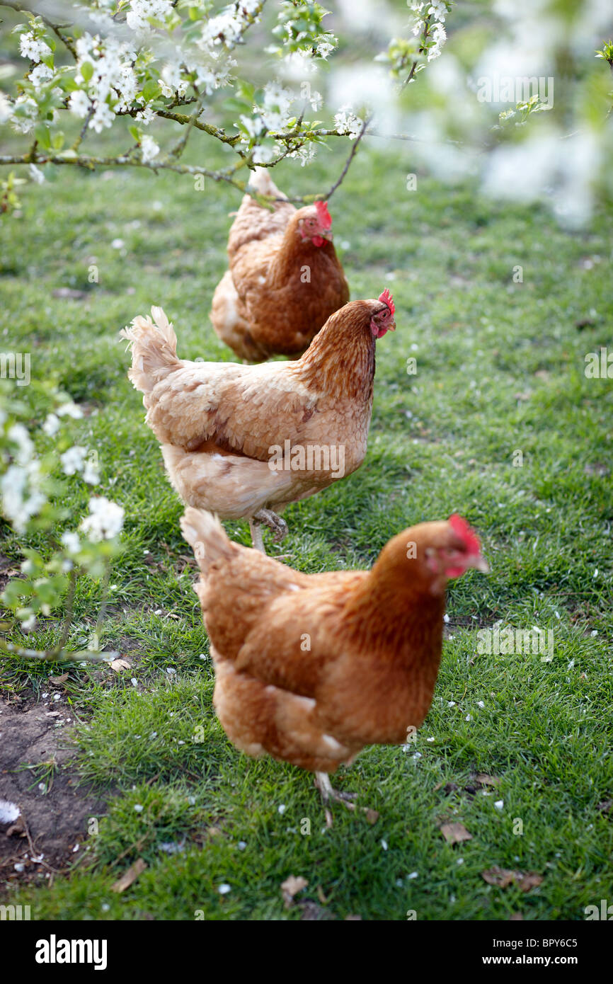 Chickens hi-res stock photography and images - Alamy
