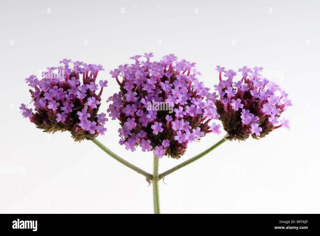 Verbena hi-res stock photography and images - Alamy