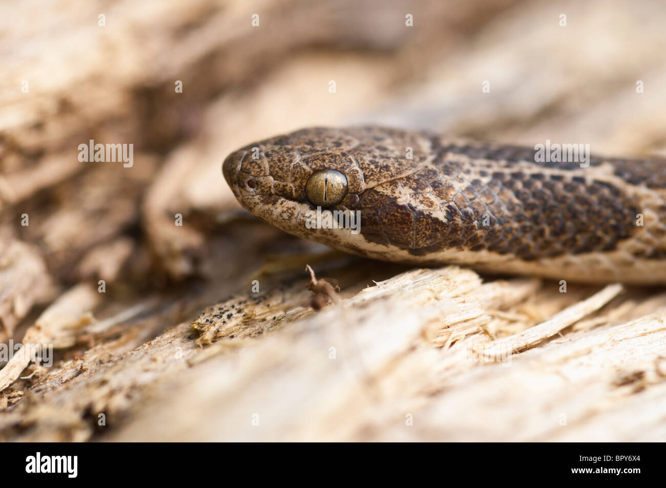 Texas night snake, Hypsiglena torquata jani, native to southern United ...