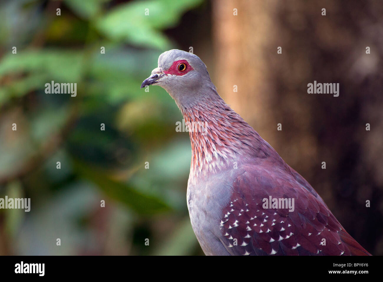 Birds of eden south africa hi-res stock photography and images - Alamy