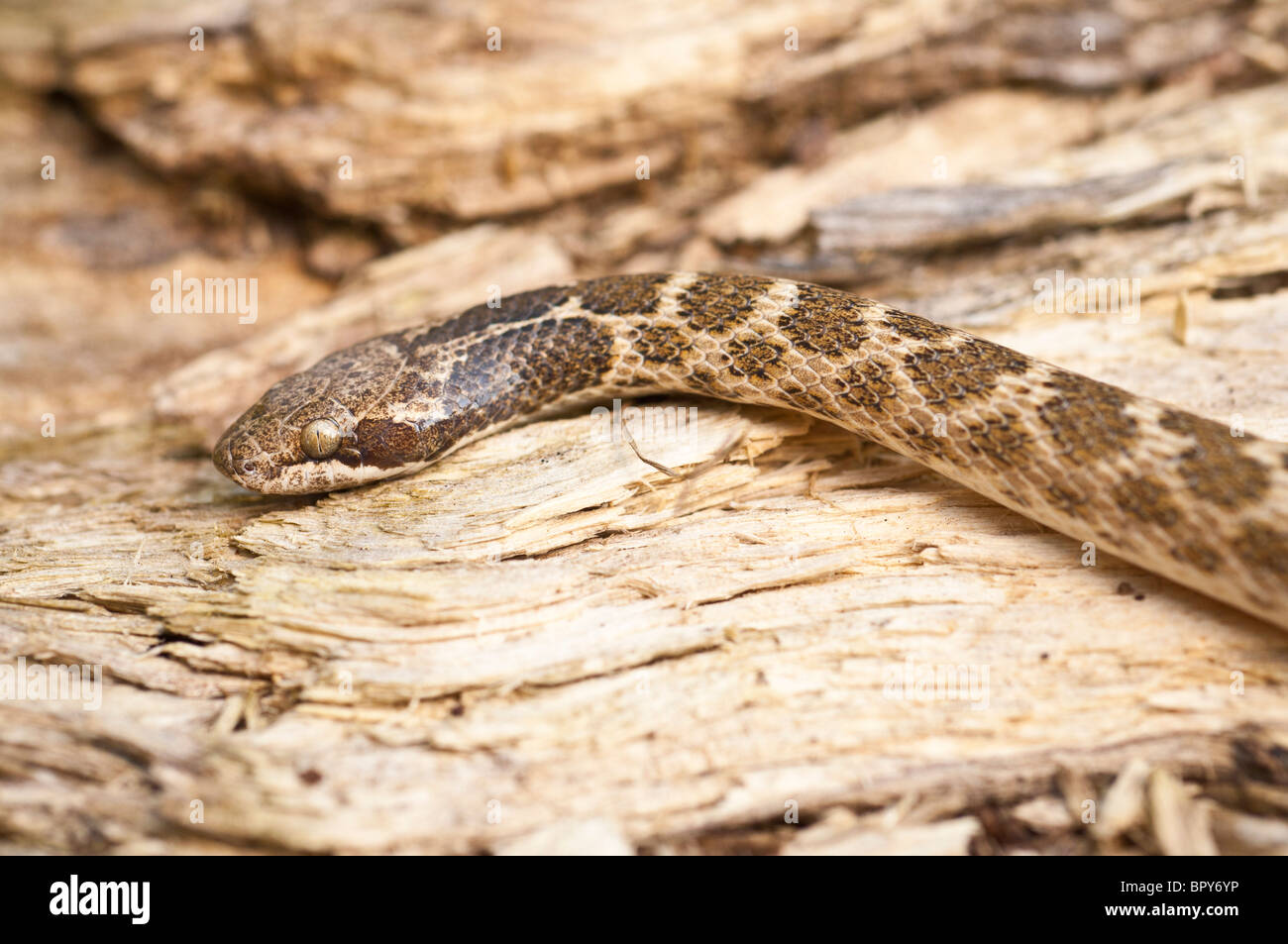 Texas night snake, Hypsiglena torquata jani, native to southern United ...