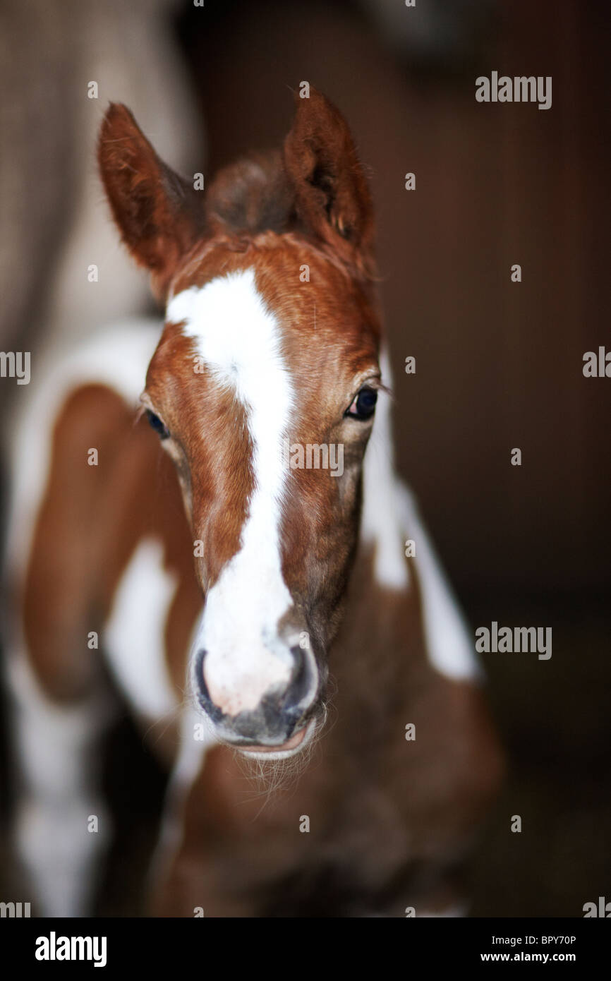 Horse legs straw hi-res stock photography and images - Alamy