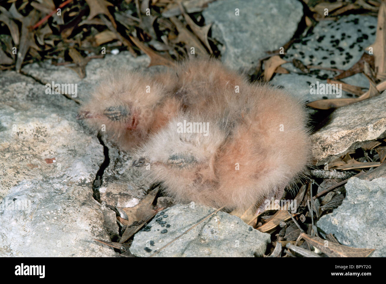 Poorwill hi-res stock photography and images - Alamy