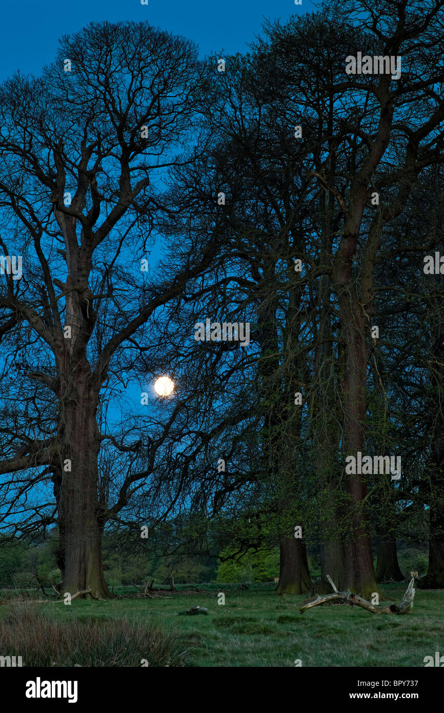 Moon through tree hi-res stock photography and images - Alamy