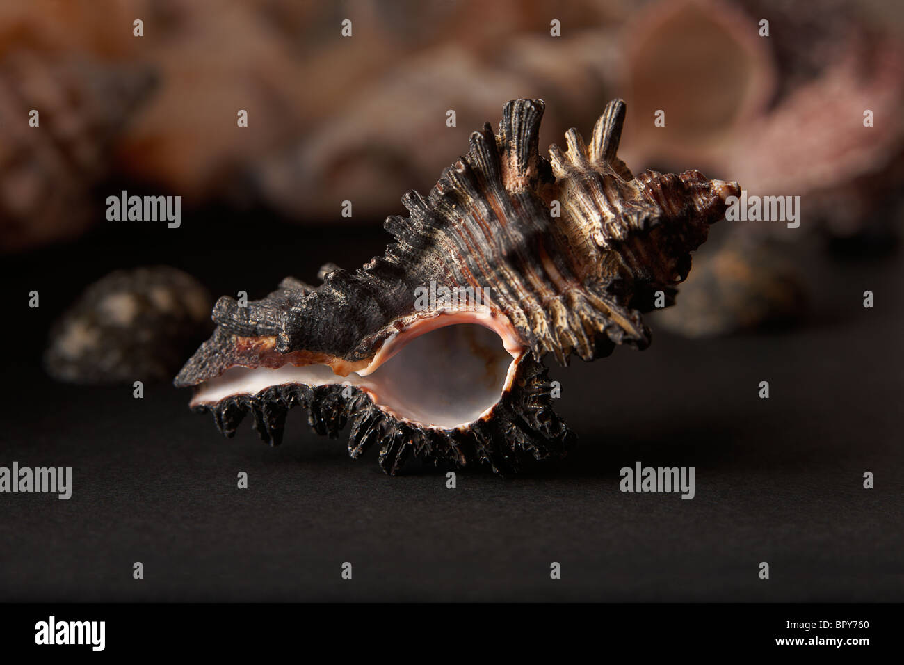 Murex shell hi-res stock photography and images - Alamy