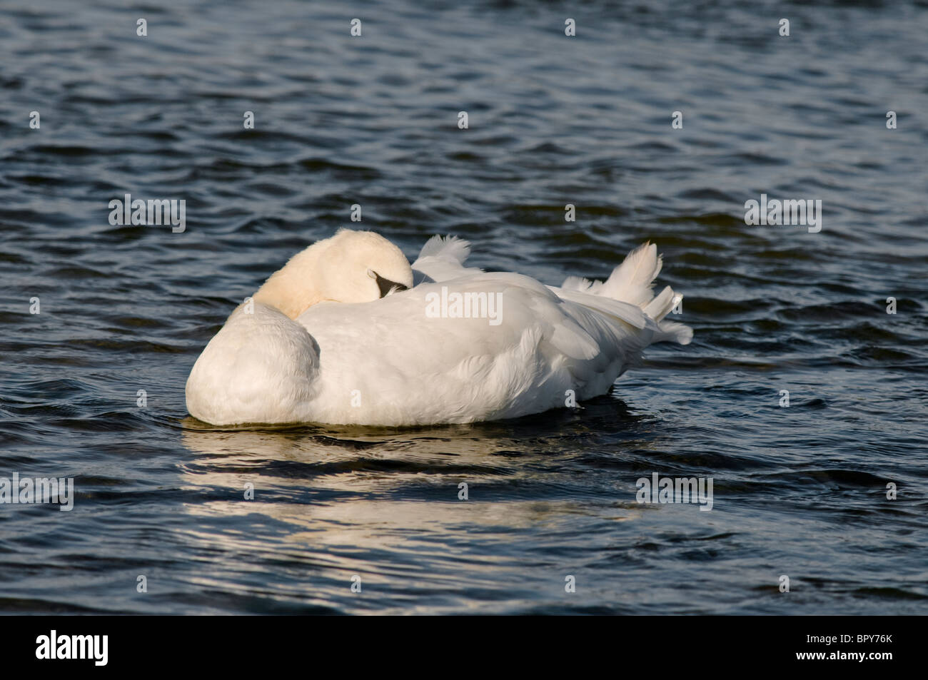 Sleeping geese hi-res stock photography and images - Alamy