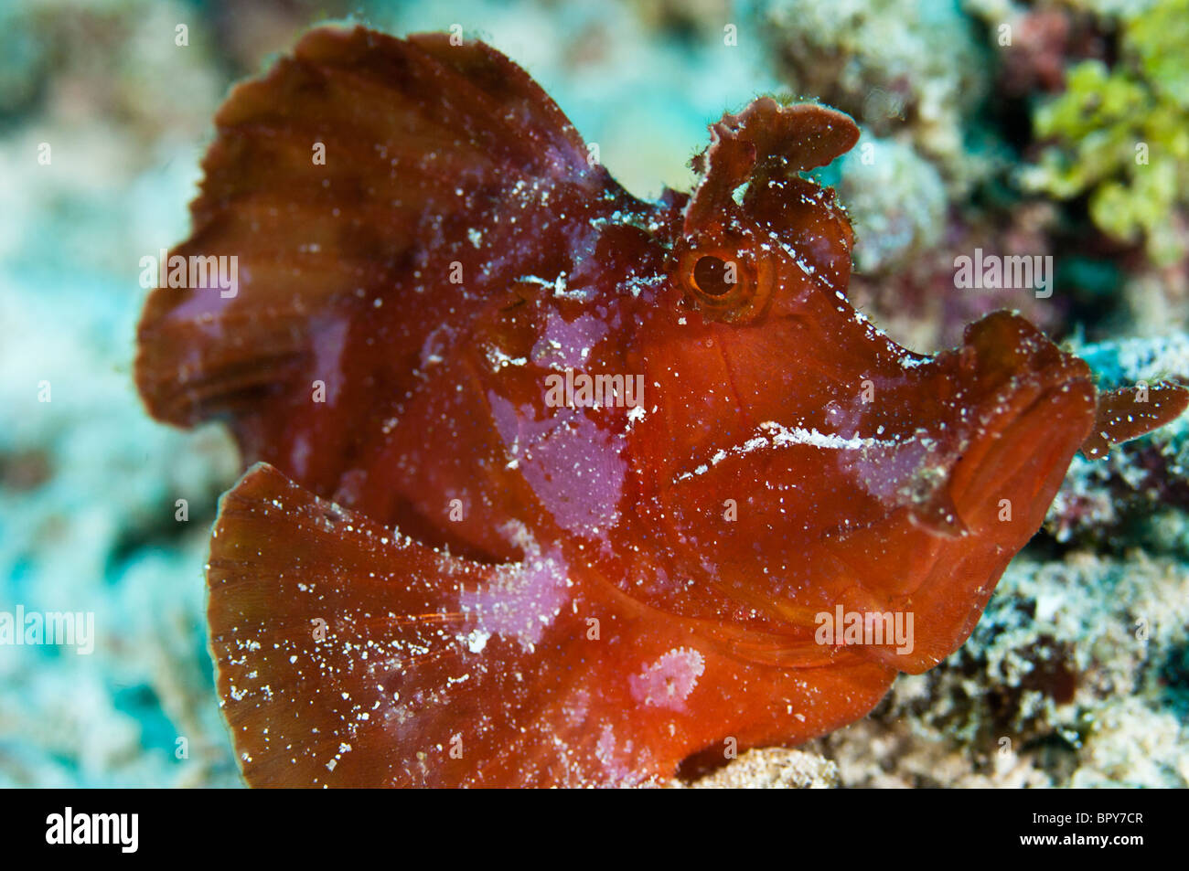 Rhinopias scorpionfish, Yapen, West Papua, Indonesia Stock Photo - Alamy