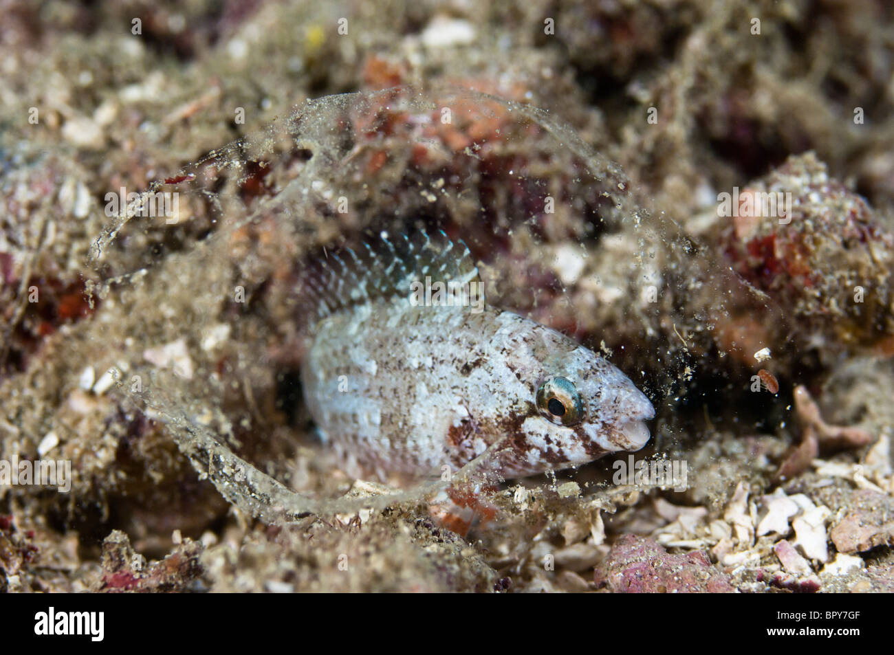 Fish mucus bubble hi-res stock photography and images - Alamy