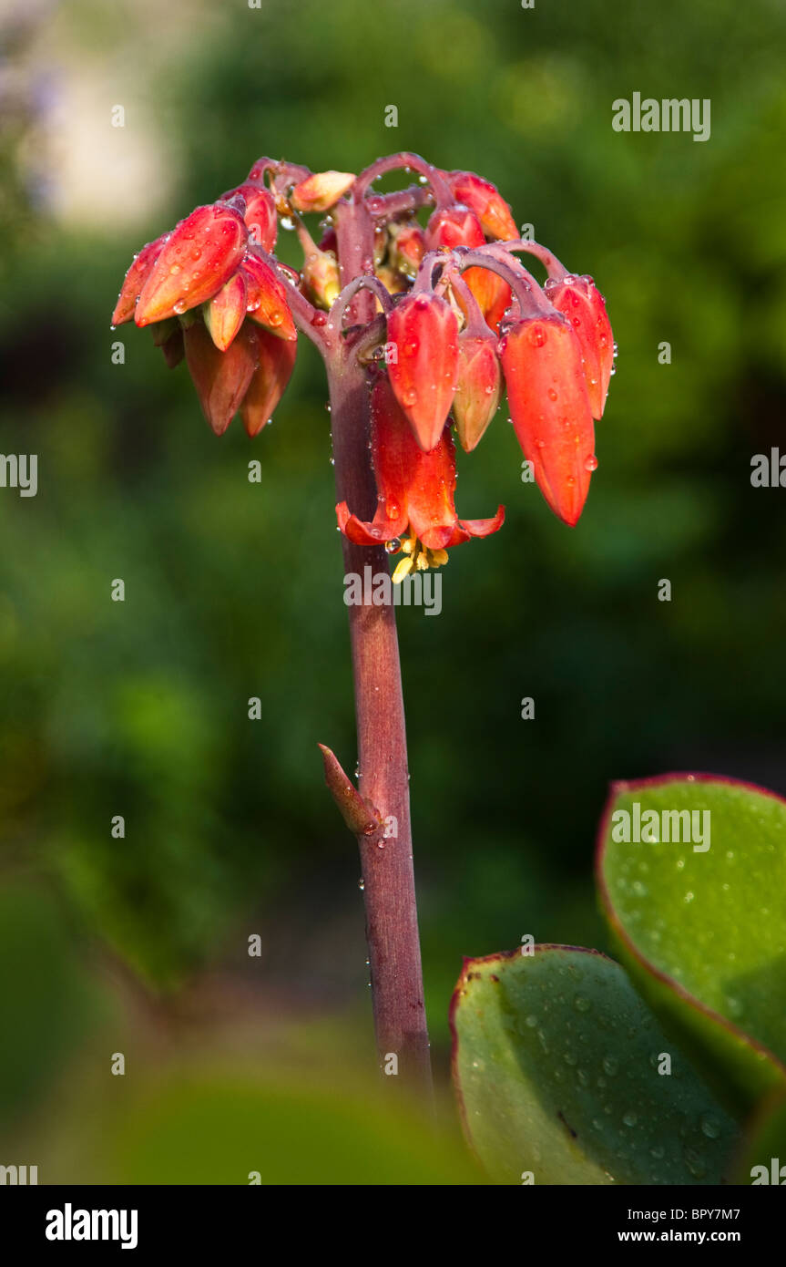 Flower spike of a variety of stonecrop known as Pig's ear (Cotyledon ...