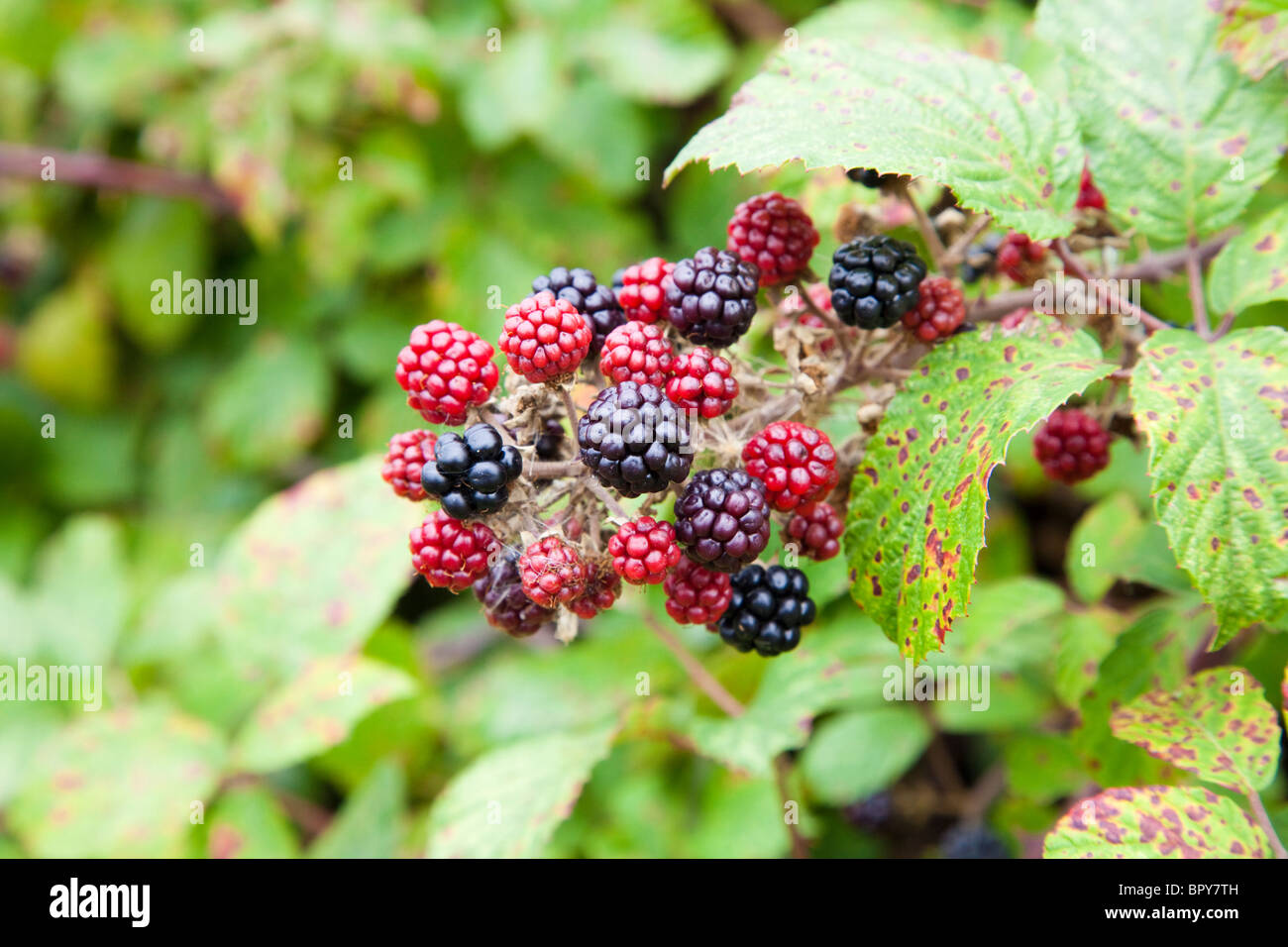 English blackberries ripening hi-res stock photography and images - Alamy