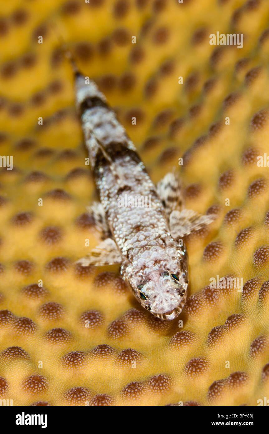 Mapia hi-res stock photography and images - Alamy