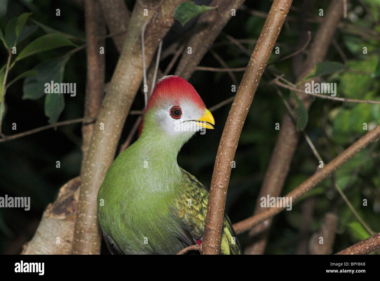 Red Crested Turaco Stock Photos & Red Crested Turaco Stock Images - Alamy