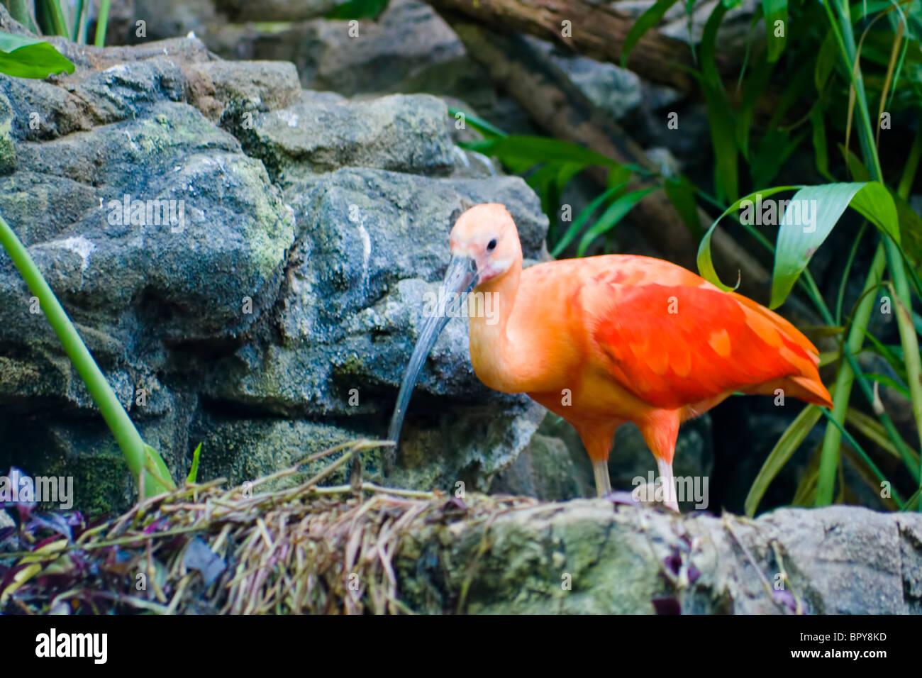 The Scarlet Ibis (Eudocimus ruber Stock Photo - Alamy