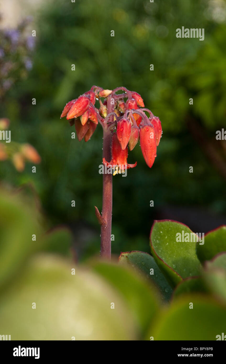Flower spike of a variety of stonecrop known as Pig's ear (Cotyledon ...