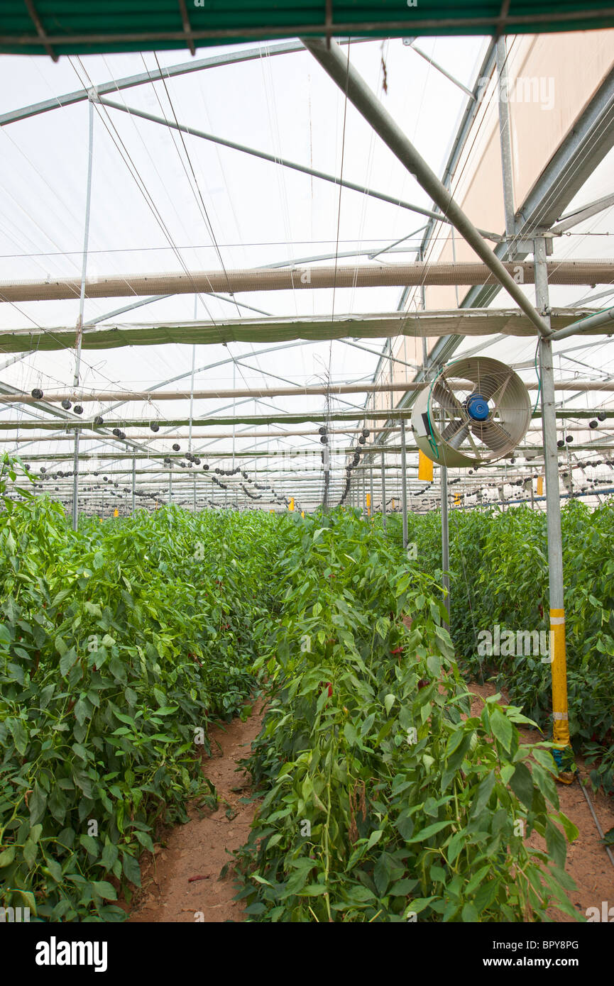 Israel tomato crop growing hi-res stock photography and images - Alamy