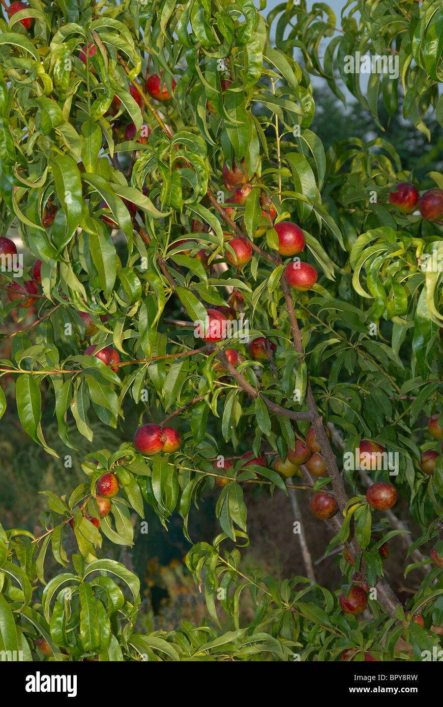 Ripe nectarines on the tree Stock Photo - Alamy